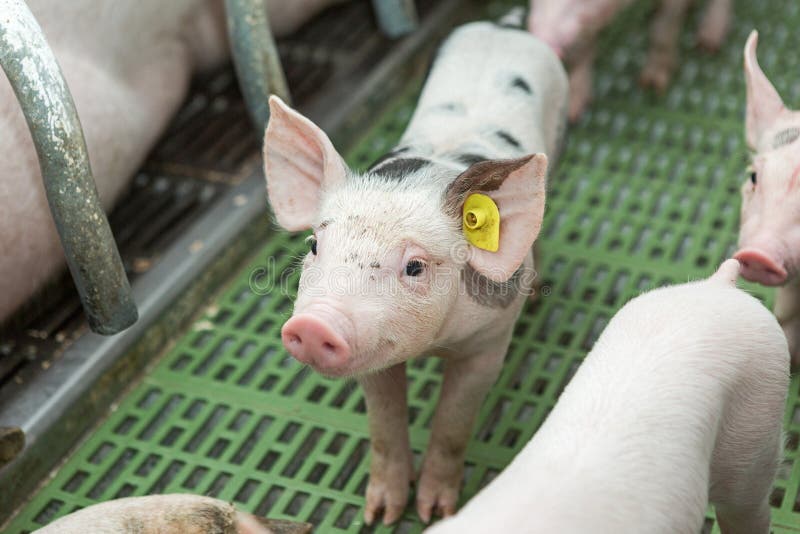 Pink Pigs, Pigs on the Farm Stock Photo - Image of farming, domestic ...