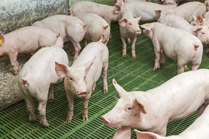 Pink Pigs, Pigs on the Farm Stock Image - Image of group, animals ...
