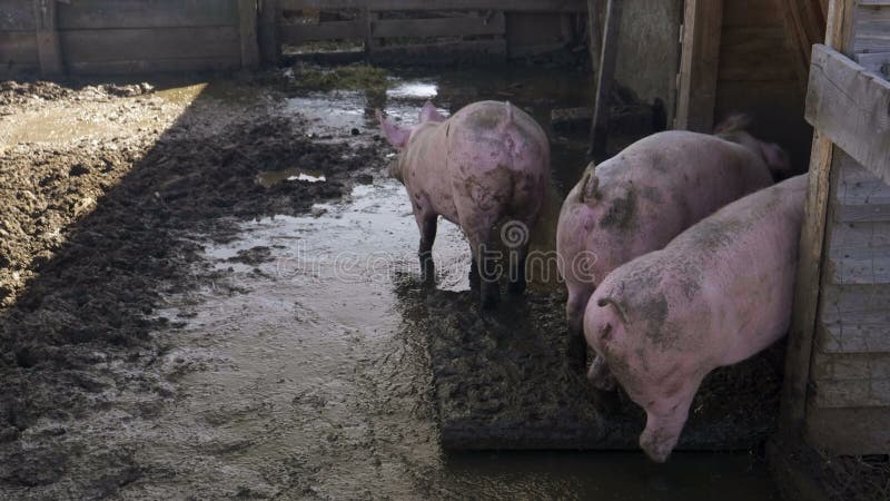 Pigs Pigsty Mud stock video. Video of barn, animal, close - 172350171