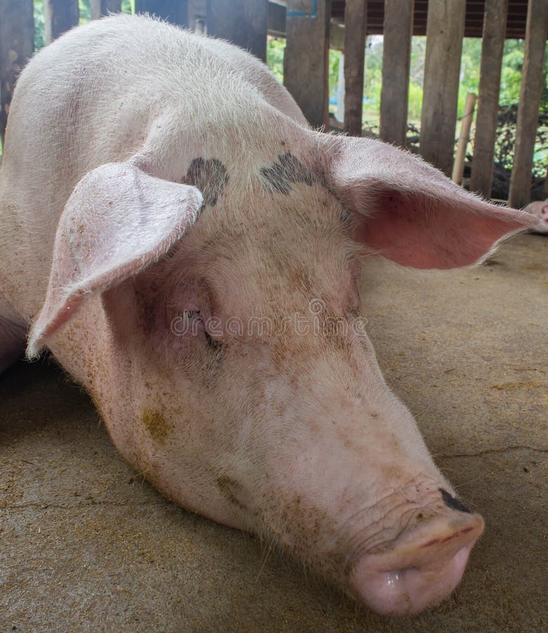 Pig in Mud, Big Pink Pigs Outside in Field, Happy Farm Animal. Stock ...