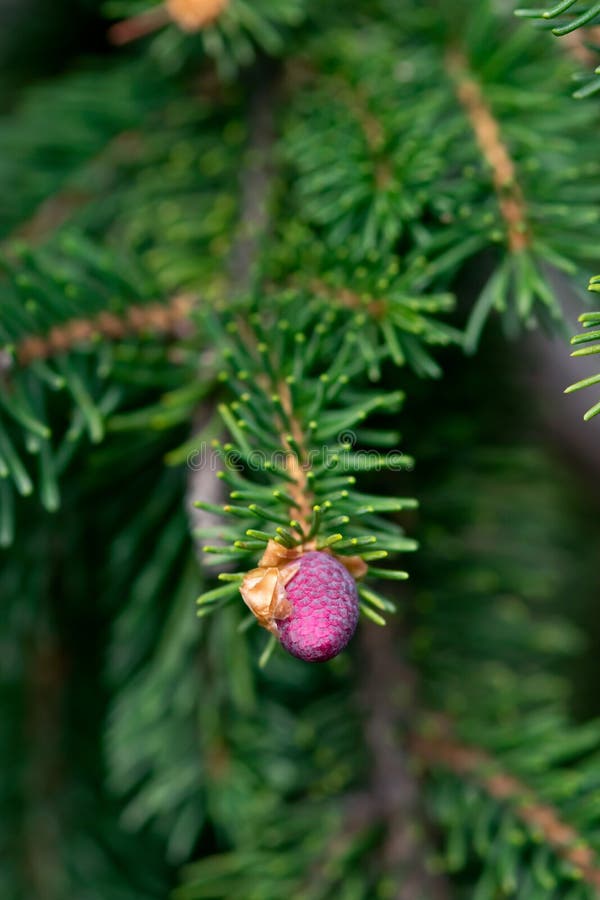 Pink Pine Cone stock photo. Image of merry, holiday - 201575844