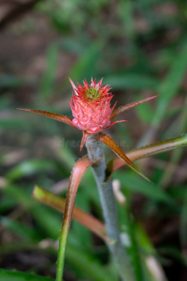 Pink Pineapple Growing on a Stem. Young Pineapple in the Middle of a ...