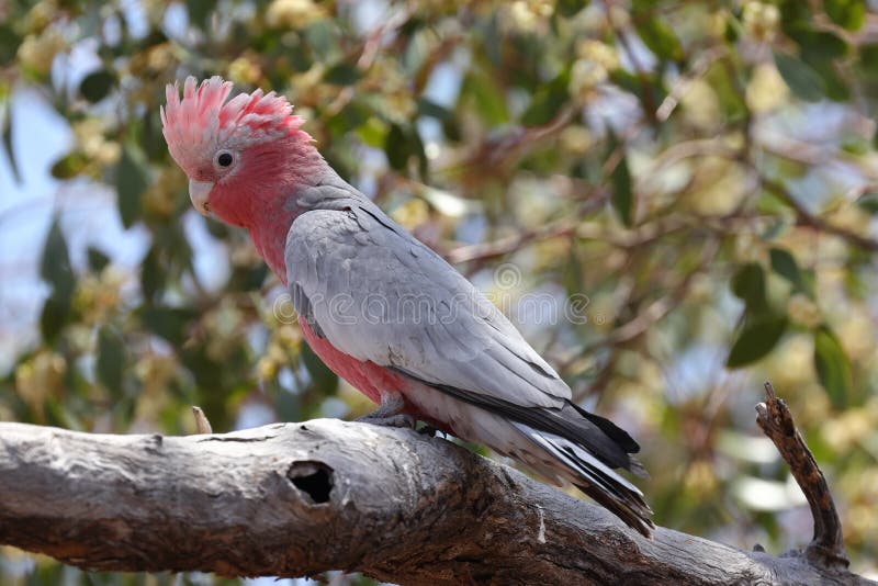 Pink stock photo. Image of bird, galah, australia, branch - 202513926