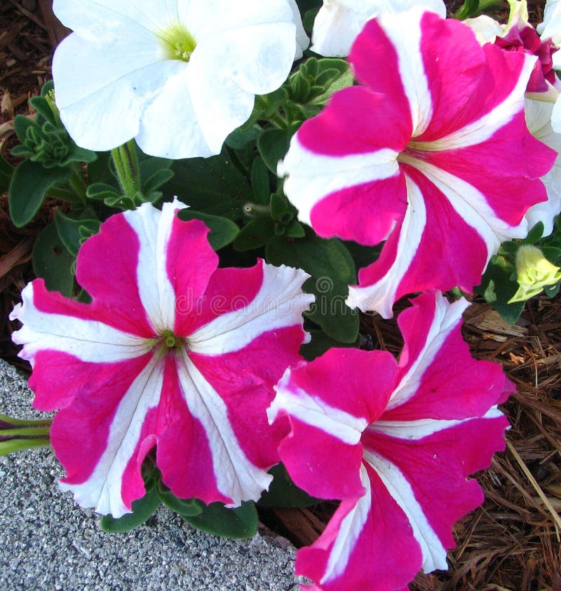 Pink pinwheel petunias stock photo. Image of white, pinwheel - 86690376