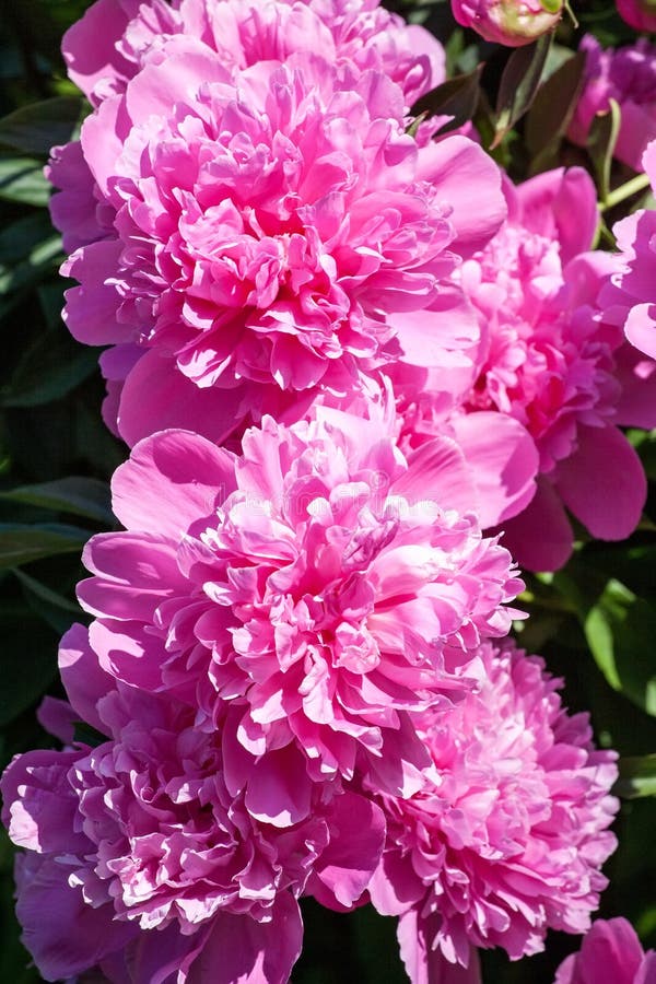 Pion, Pink Gentle Soft Peony Flower. Stylish Flowers For March 8 ...
