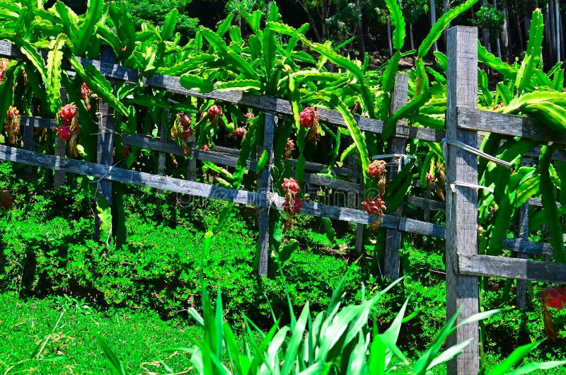 131 Pink Pitaya Cultivation Stock Photos - Free & Royalty-Free Stock ...