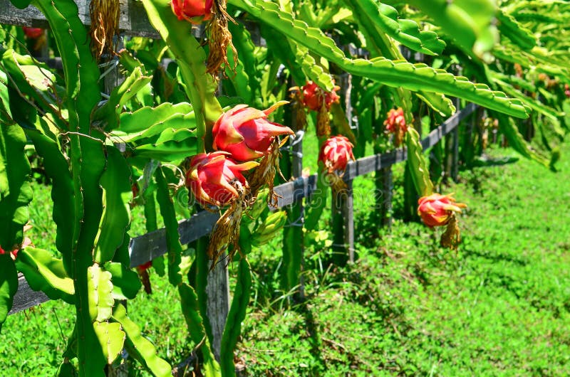 269 Pitaya Cultivation Stock Photos - Free & Royalty-Free Stock Photos ...