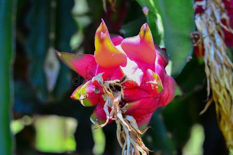 Pink Pitaya Cultivation, Small Pitaya Orchard Stock Photo - Image of ...