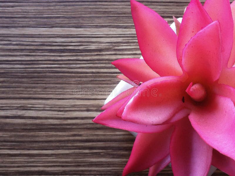 Pink plant on desk stock image. Image of petal, pink - 42831343