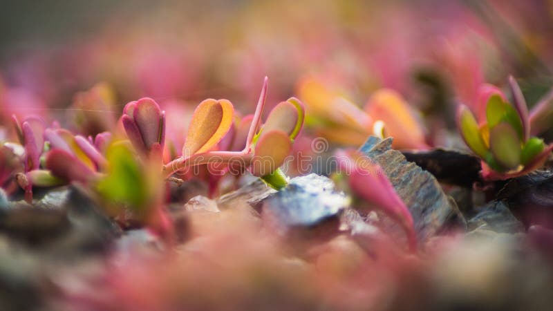 Pink plant in dirt soil stock image. Image of small - 182384777