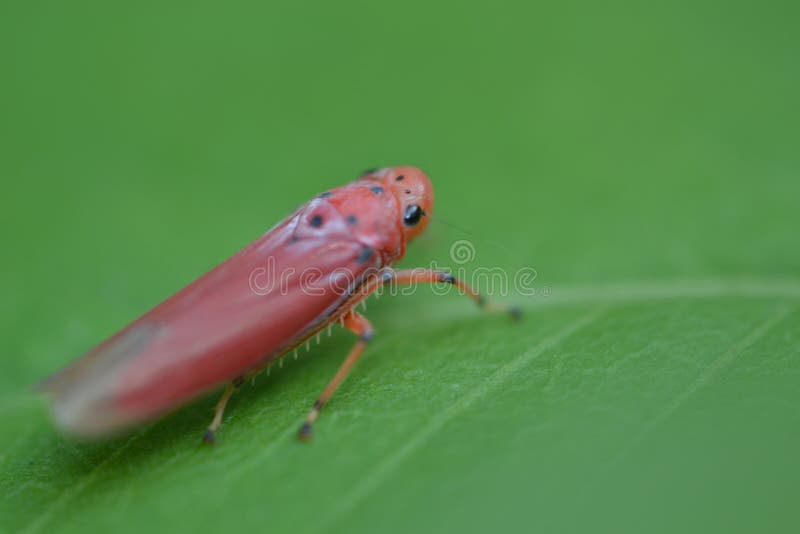 Pink Planthopper Perching on Green Leaf Stock Image - Image of perching ...