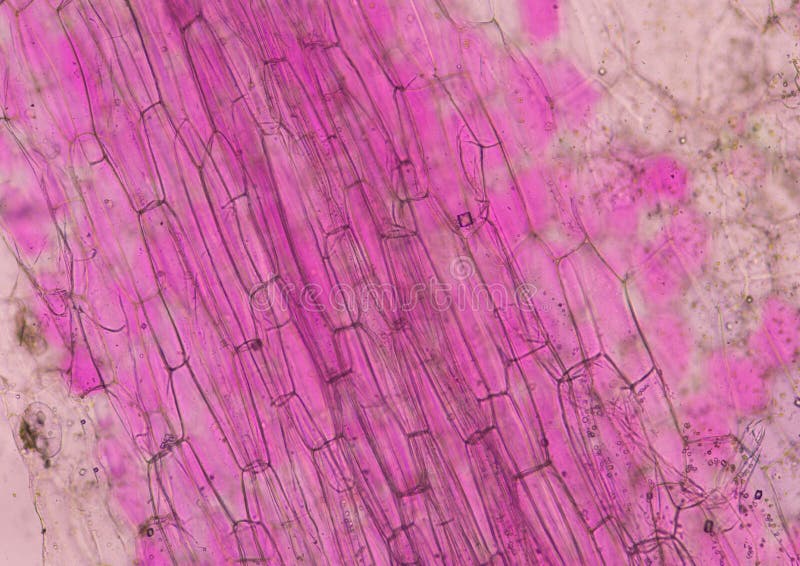 Pink plants cells. stock photo. Image of botany, anatomy - 113479386