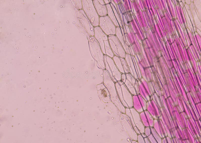 Pink plants cells. stock photo. Image of biological - 113479448