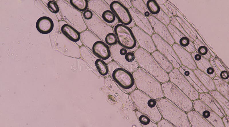 Pink plants cells. stock photo. Image of chloroplast - 113479396