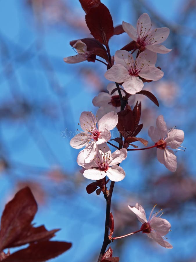 Pink Plum Blossom stock image. Image of botany, floral - 13066395