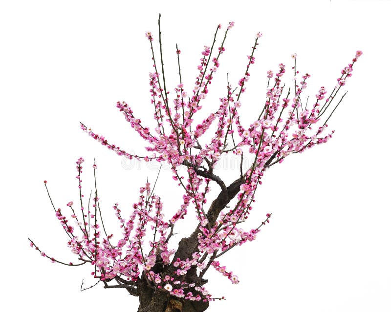Pink plum blossom stock photo. Image of sakura, plum - 23942540