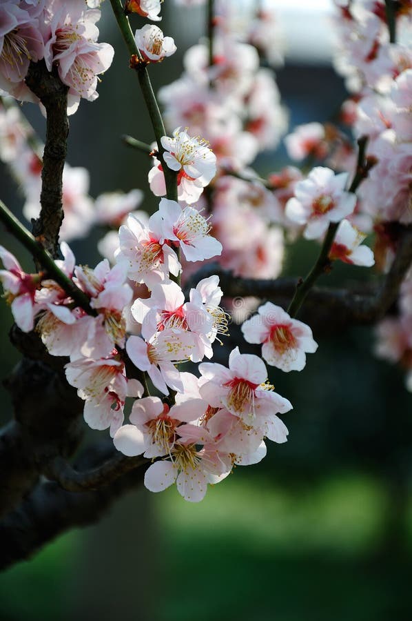 Plum blossom stock photo. Image of begining, color, petal - 14511882