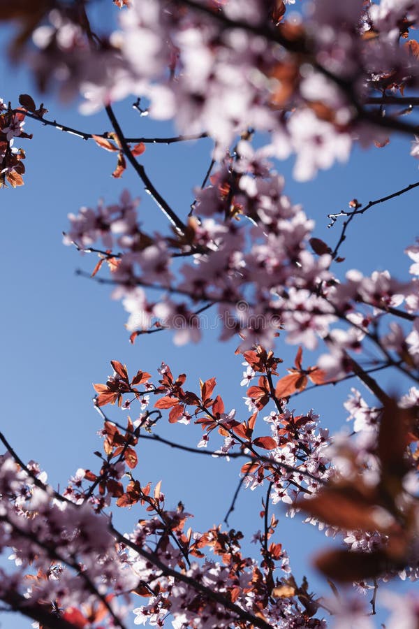 Pink plum blossom tree. stock image. Image of flower - 376333433