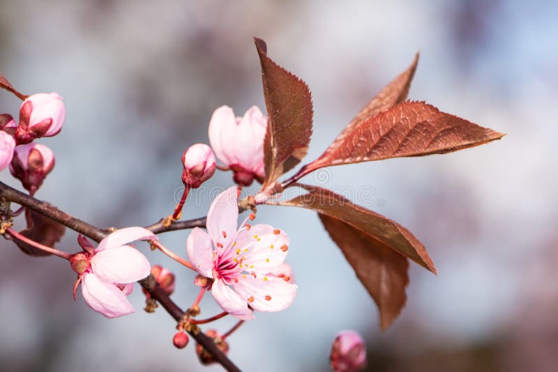 Pink Plum Blossoms stock photo. Image of freshness, twig - 43862780