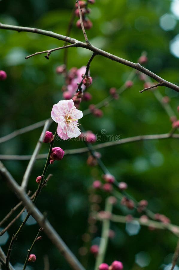 Pink plum flower stock image. Image of elegant, beautiful - 29353099
