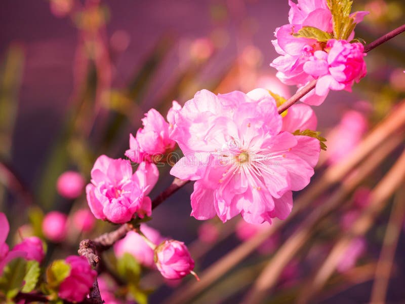 Pink plum tree flowers stock photo. Image of summer - 114239768