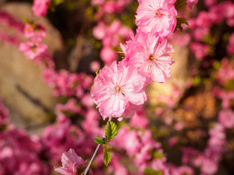Pink plum tree flowers stock photo. Image of korea, detail - 114240020