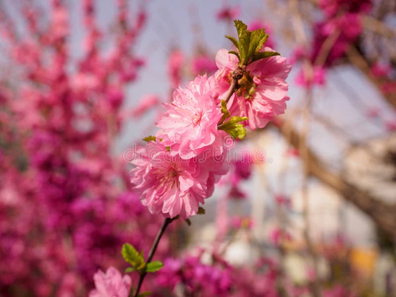 Pink plum tree flowers stock photo. Image of petal, colorful - 114240056