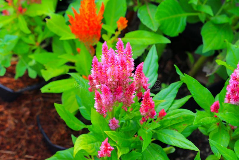 Pink Plumed Cockscomb Flower or Celosia Argentea Beautiful in the ...