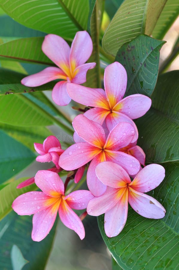 57,920 Plumeria Stock Photos - Free & Royalty-Free Stock Photos from ...