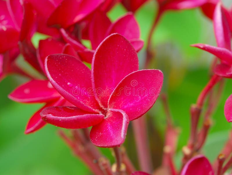 Pink plumeria stock image. Image of cluster, fragrant - 27034359
