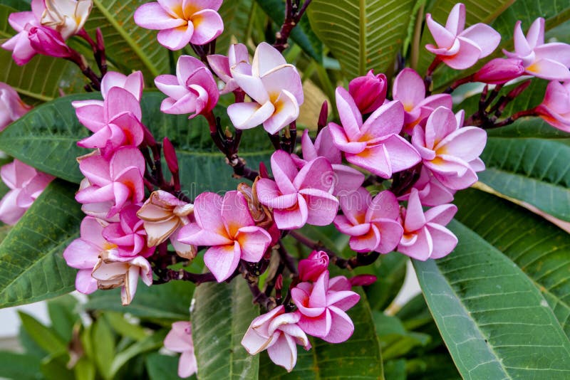 Pink Plumeria stock photo. Image of floral, asian, ornamental - 177498156