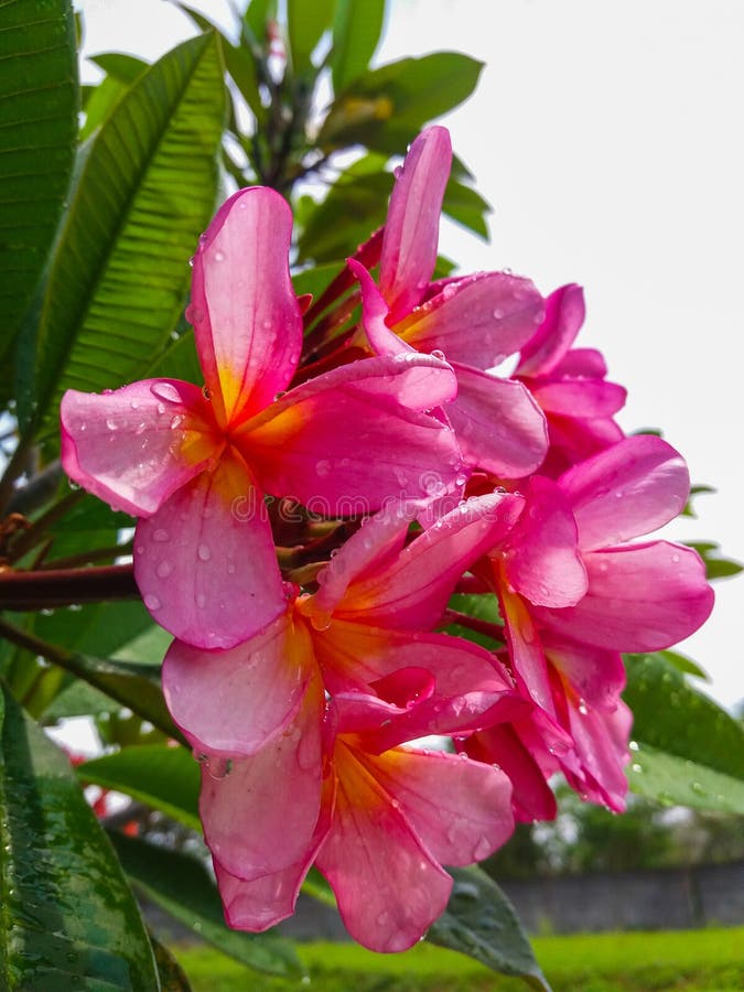 Pink plumeria flower stock photo. Image of blossom, plant - 200585172