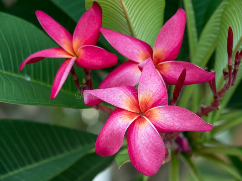 Pink Plumeria Flower Blooming on Tree Stock Image - Image of plant ...