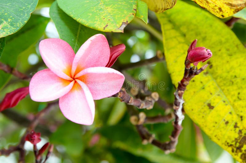 Pink Plumeria Flower and Buds on Tree. Stock Image - Image of ...