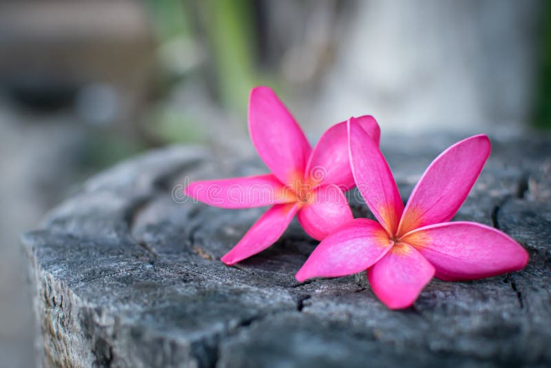 2 Pink Plumeria Flowers Falling Stock Photo - Image of green, circle ...