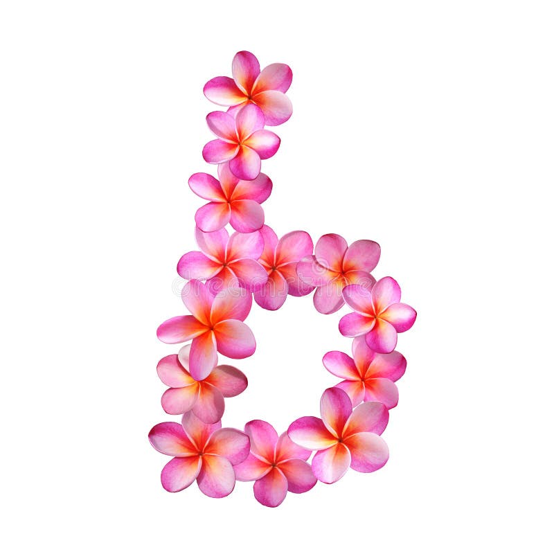Pink Plumeria Flowers Letter B Stock Illustrations – 4 Pink Plumeria ...