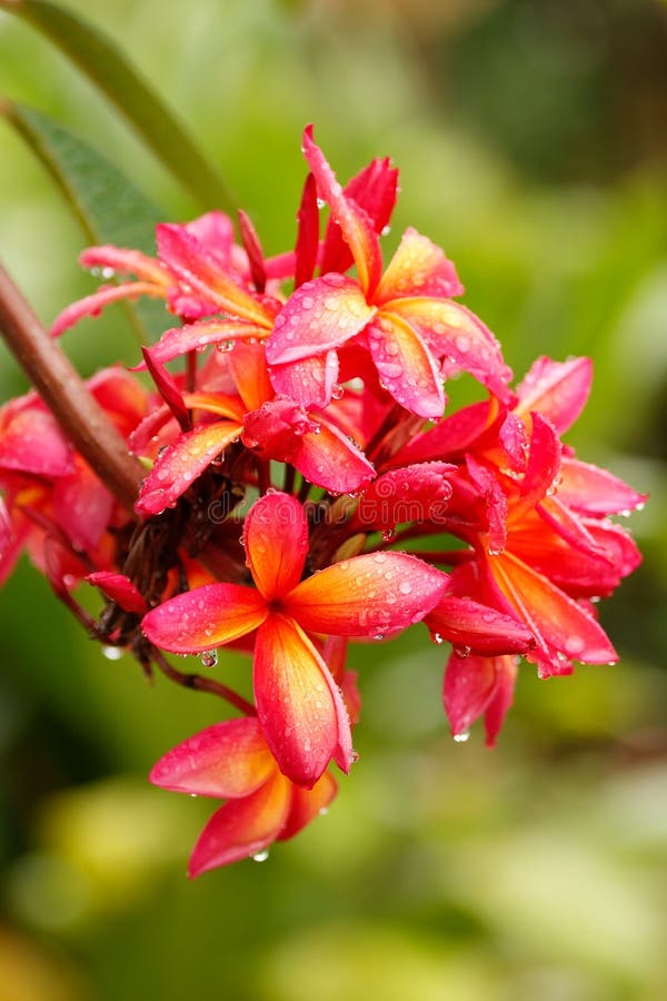 Pink Plumeria Flowers with Water Drops Stock Photo - Image of floral ...