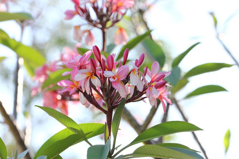 Pink Plumeria stock photo. Image of cream, tray, temple - 56800590