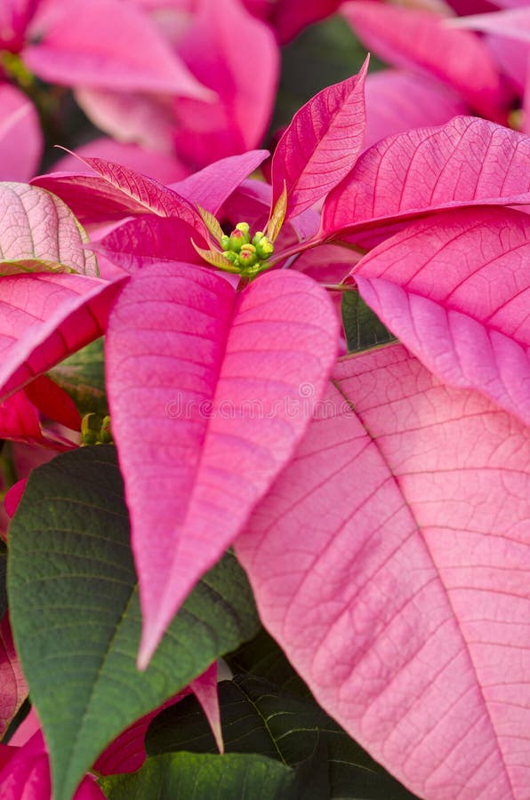 Pink Poinsettias stock image. Image of seasonal, potted - 22132331