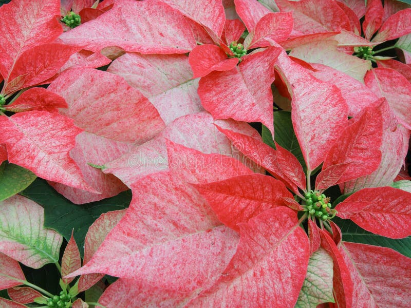 Pink poinsettias stock image. Image of blossom, beautiful - 3771105