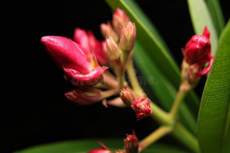 Pink Pointer Buds Stock Photos - Free & Royalty-Free Stock Photos from ...