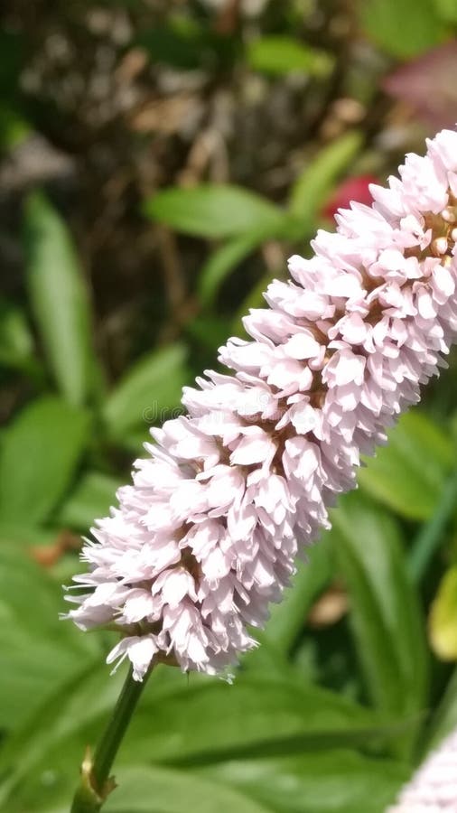 Pink poker flower stock image. Image of flower, light - 92239393