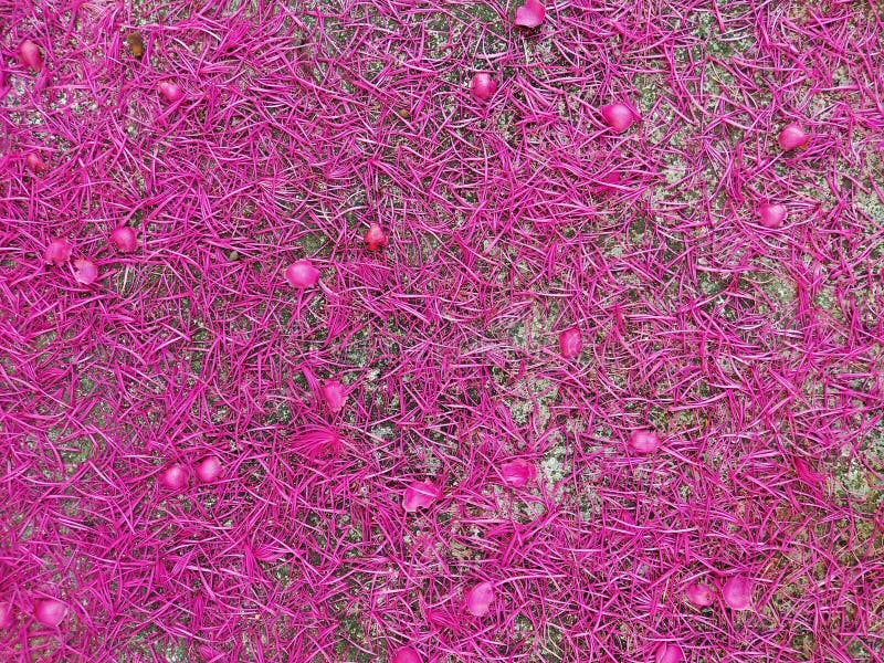 Pink Pollen Falls on the Cement Floor. Stock Photo - Image of backdrop ...