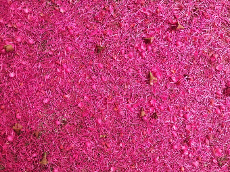 Pink Pollen Falls on the Cement Floor. Stock Photo - Image of bright ...