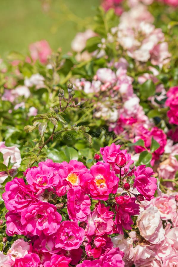 Pink Polyantha Roses in Bloom Stock Image - Image of bloom, blossom ...