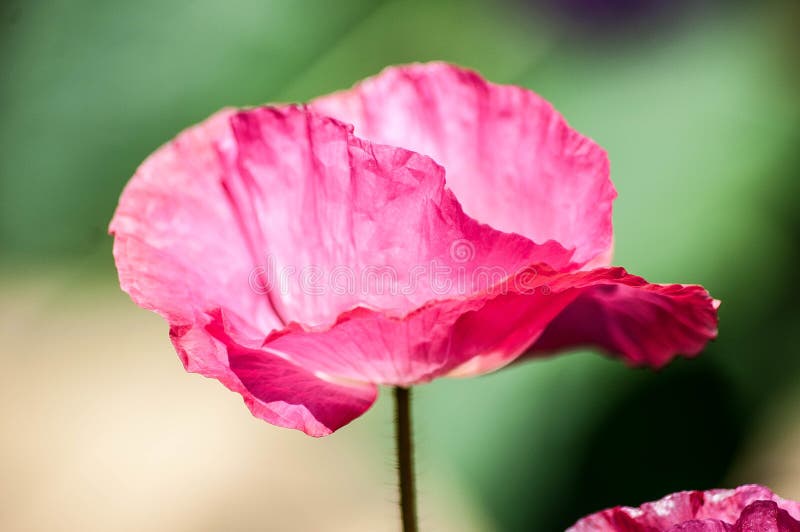 Pink poopy Flower stock photo. Image of nature, pink - 120913916
