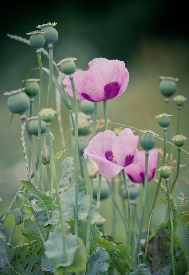 Pink Poppies stock image. Image of wild, flower, seed - 25533873