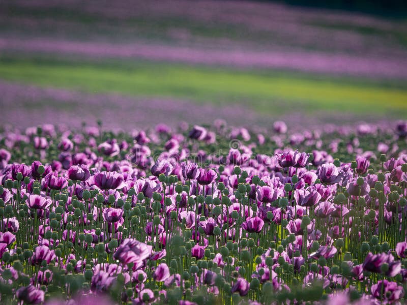 Nice Pink Poppies on a Field Stock Image - Image of edible, background ...