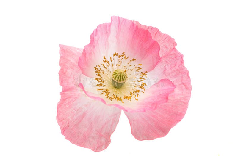 Pink poppies isolated stock image. Image of fragile, bouquet - 73989311