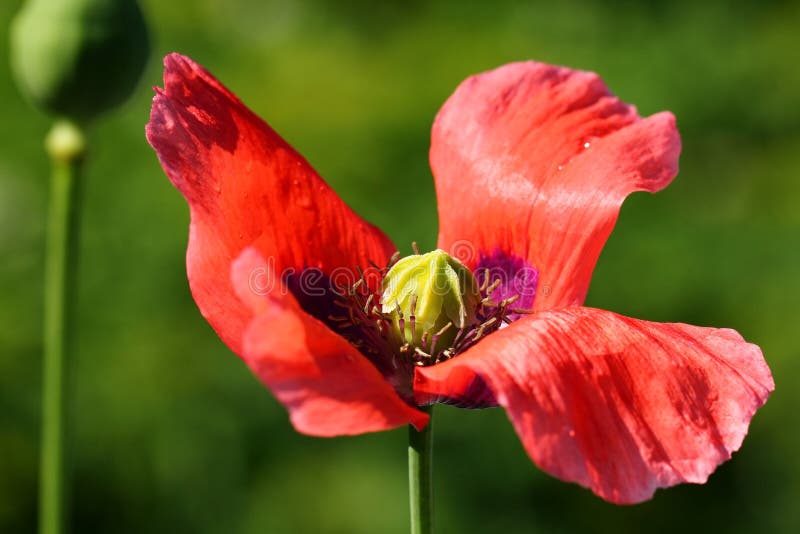 Pink poppies stock image. Image of close, morning, gardening - 123367875